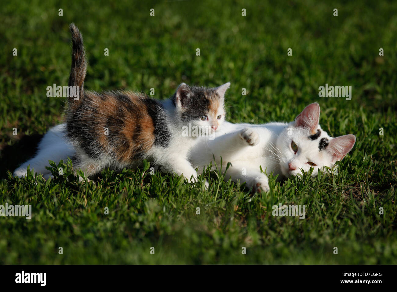 5 cats hi-res stock photography and images - Alamy
