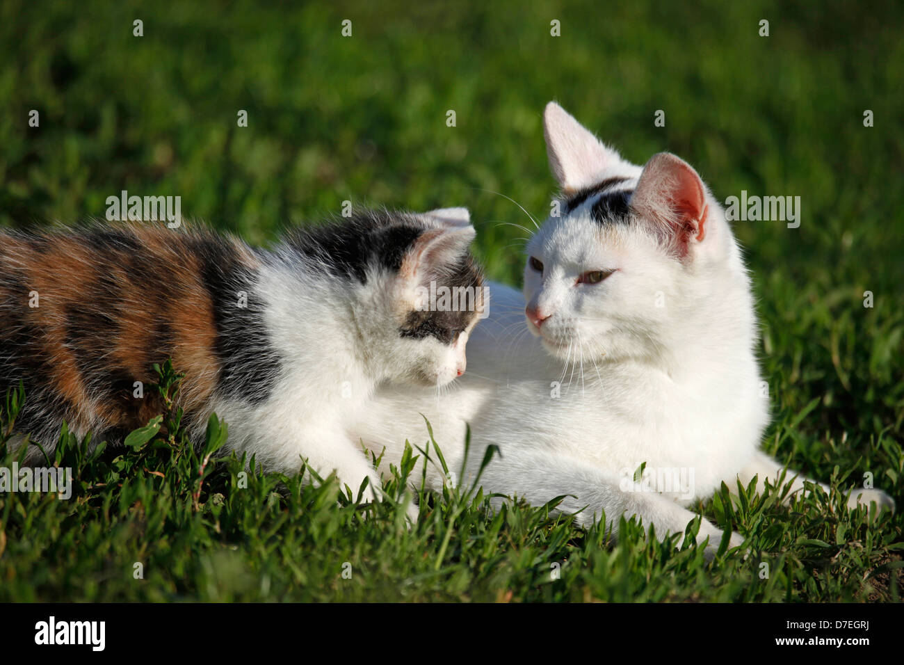 5 cats hi-res stock photography and images - Alamy
