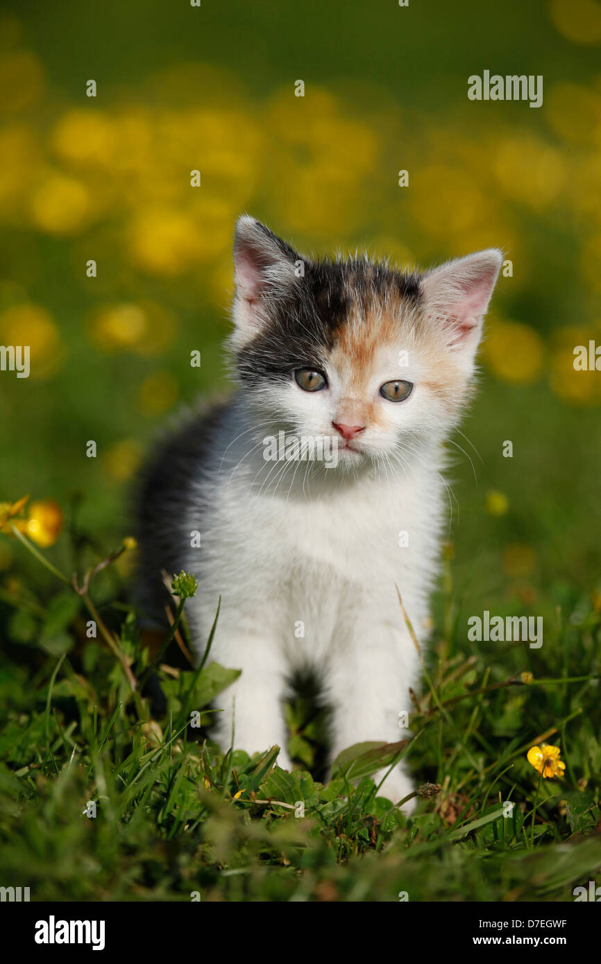 Calico kitten and flowers hi-res stock photography and images - Alamy