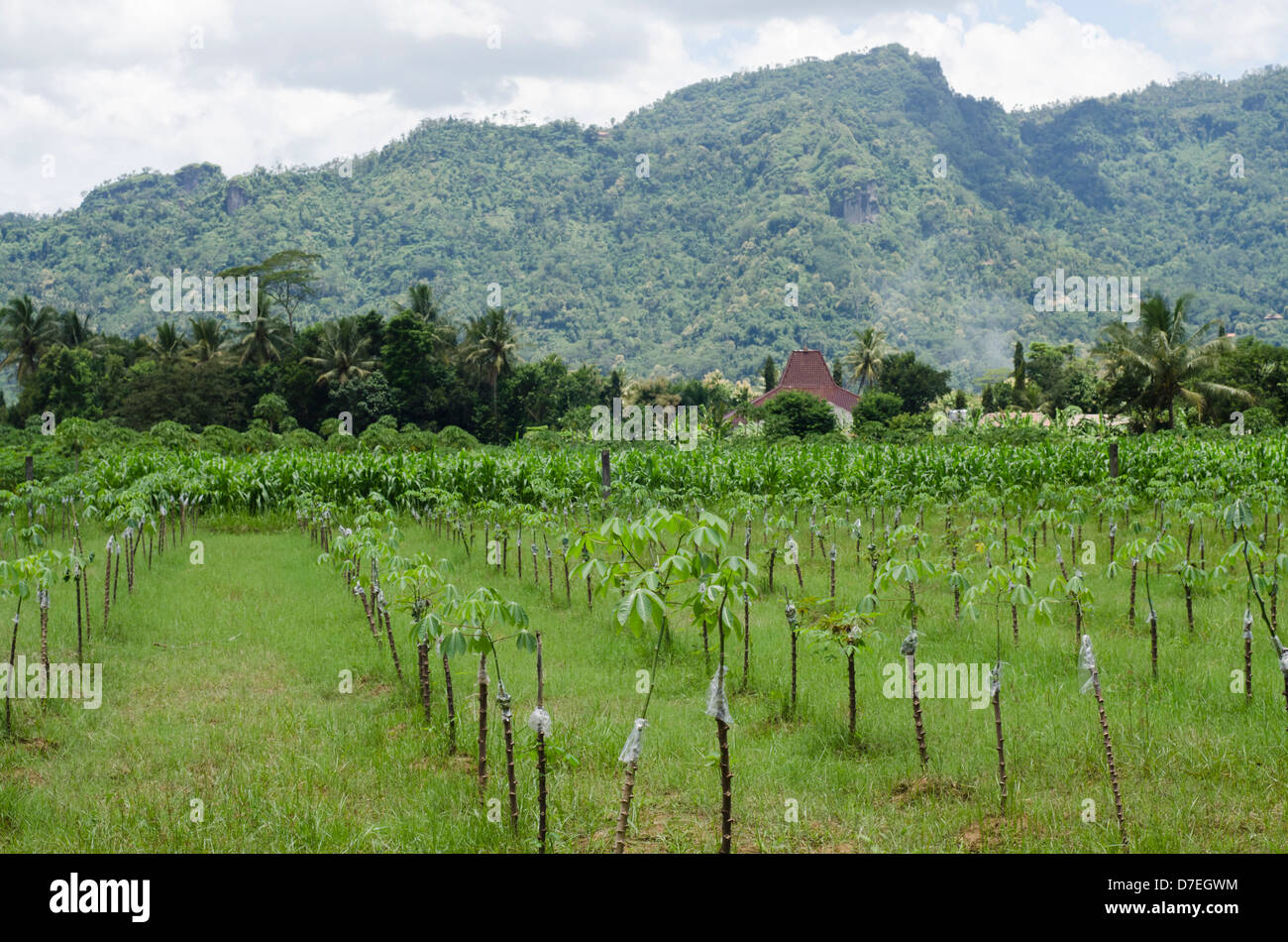 Cassava farming just outside Borobudur, Java Stock Photo - Alamy