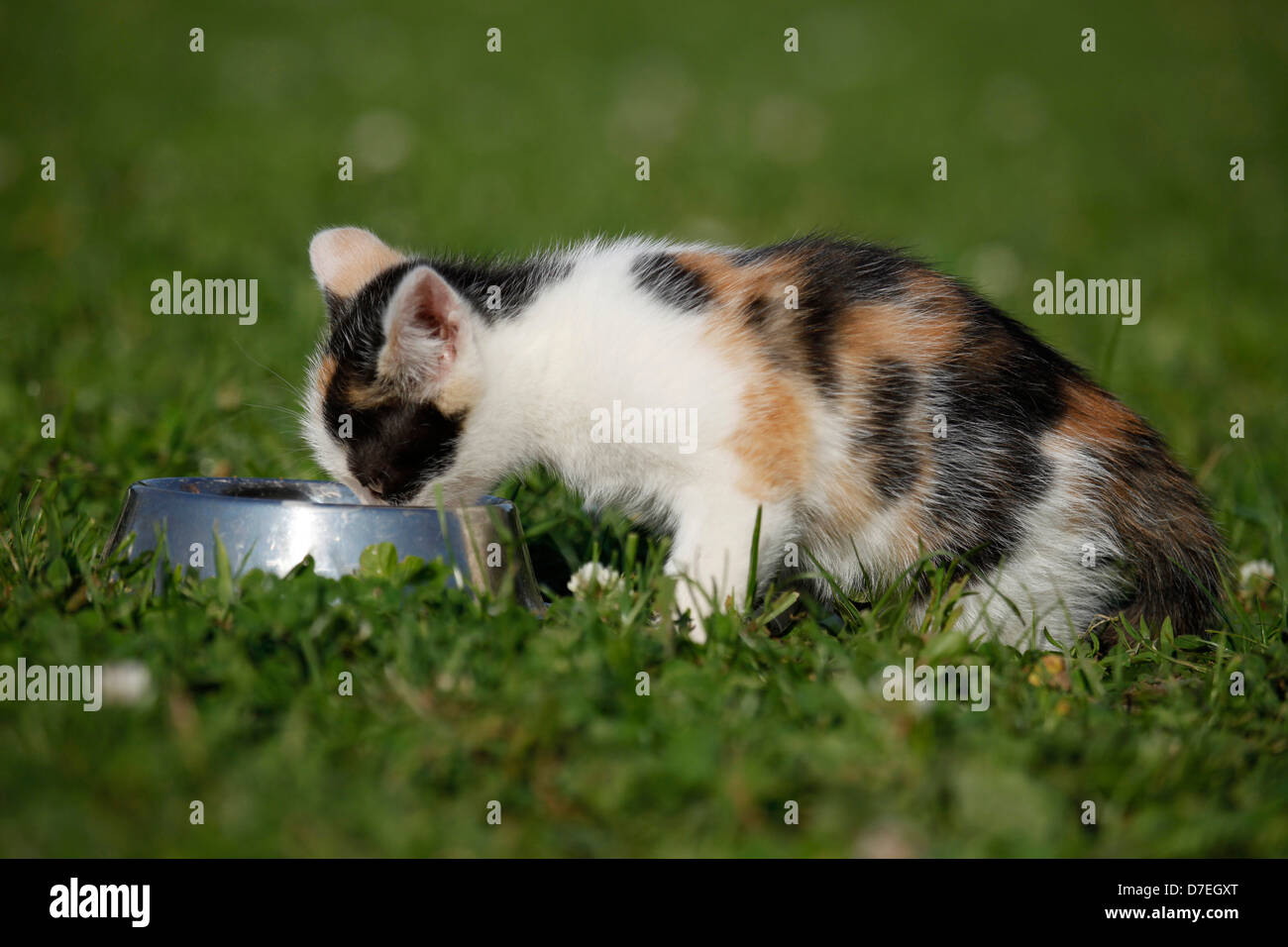 Calico cat eating food hi-res stock photography and images - Alamy