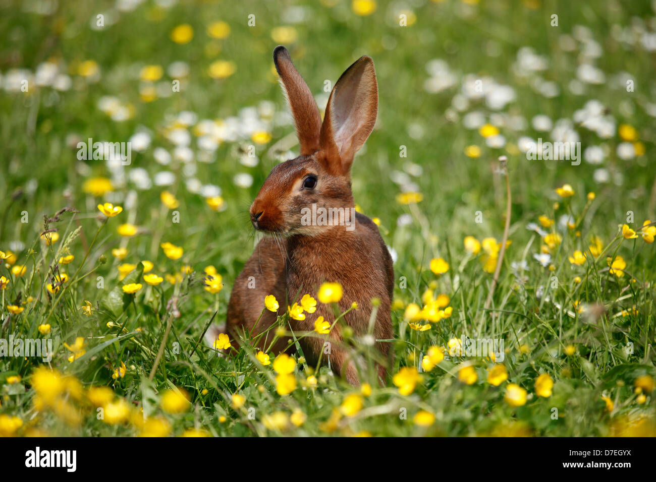 Belgian hare rabbit hare hi-res stock photography and images - Alamy
