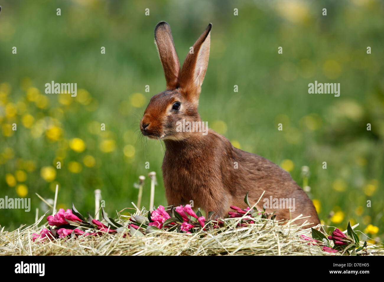 Rabbits and hares hi-res stock photography and images - Alamy