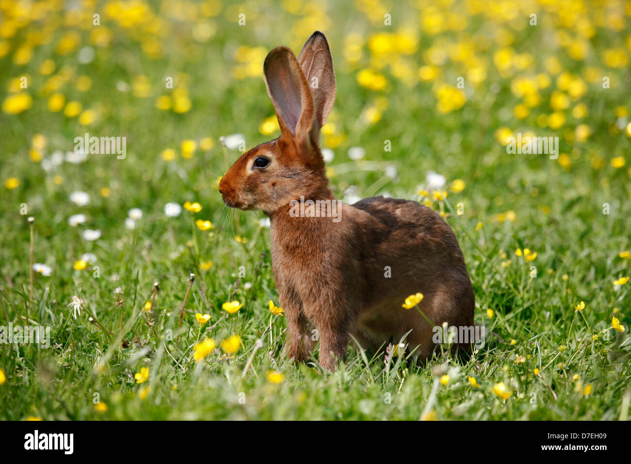 Belgian hares hi-res stock photography and images - Alamy