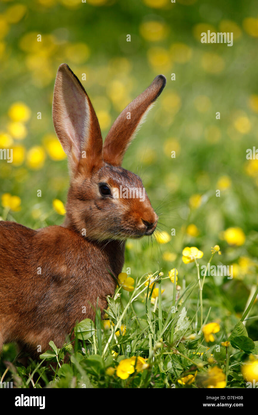 Belgian hares hi-res stock photography and images - Alamy