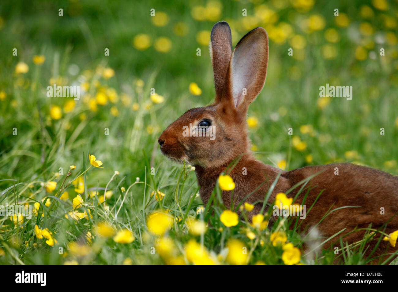 Hare heads hi-res stock photography and images - Alamy
