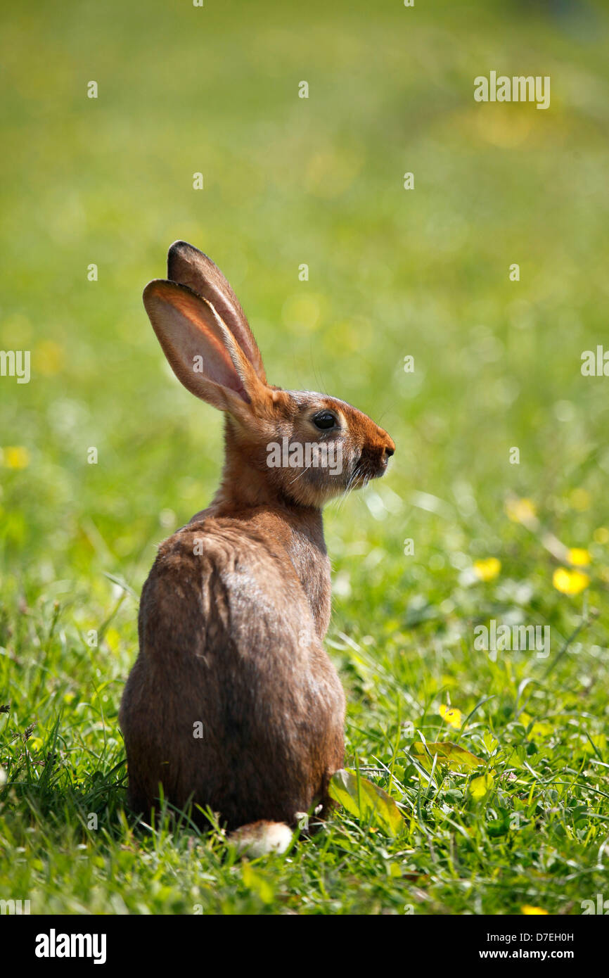 Hare back hi-res stock photography and images - Alamy