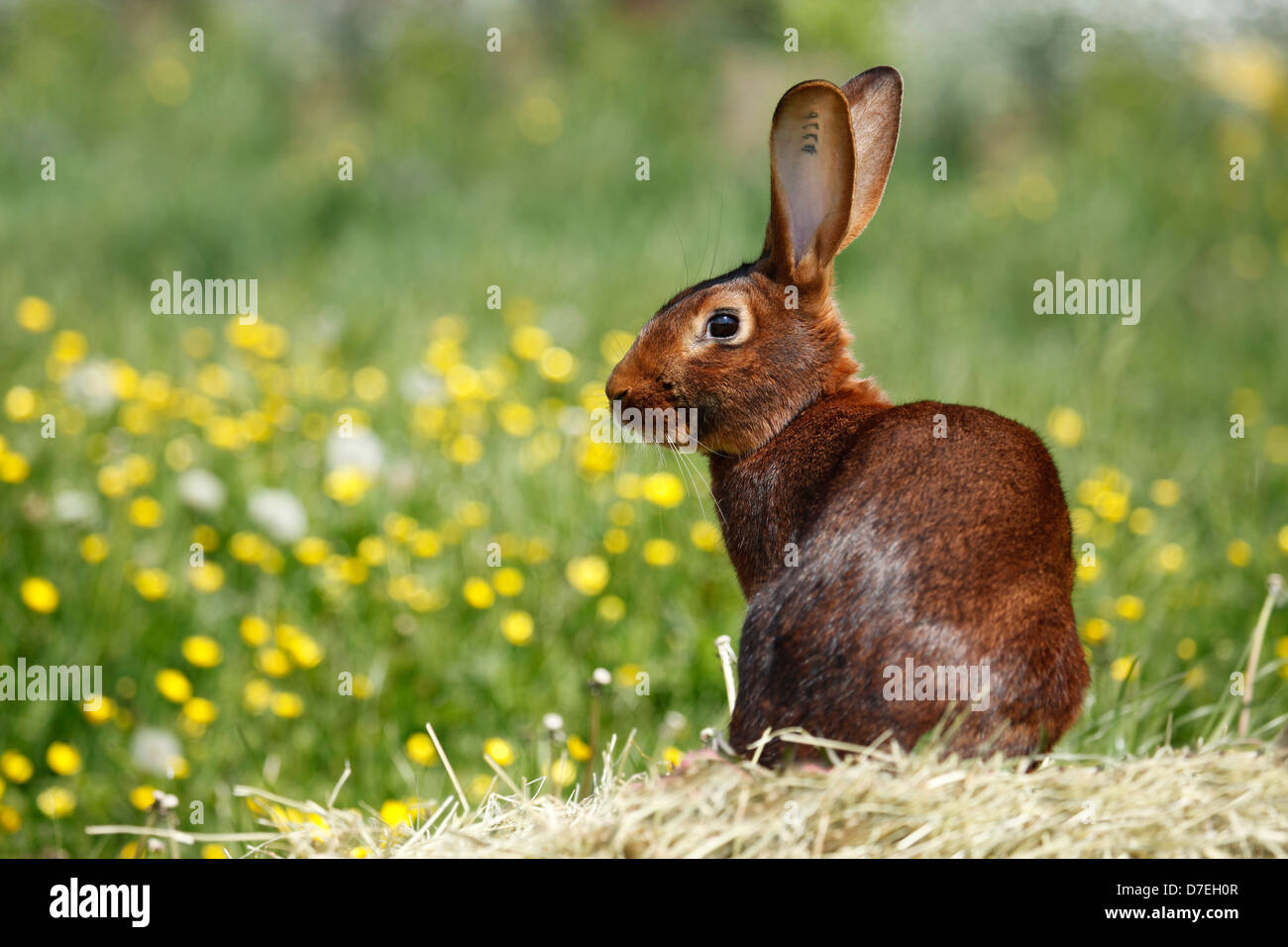 Belgian Hare Rabbit Belgian Hare Rabbit: Complete Care And Breeding