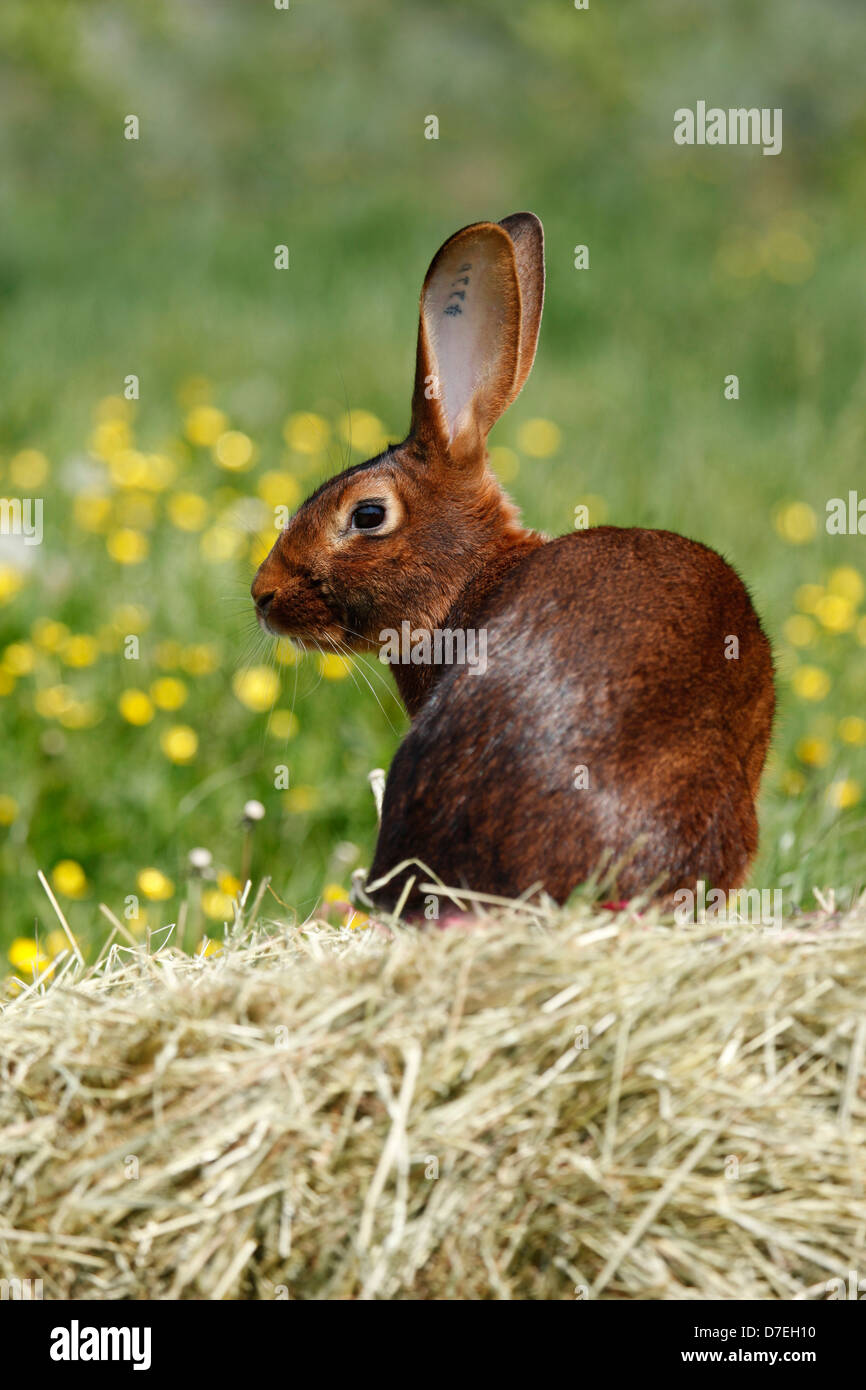 Belgian hares hi-res stock photography and images - Alamy