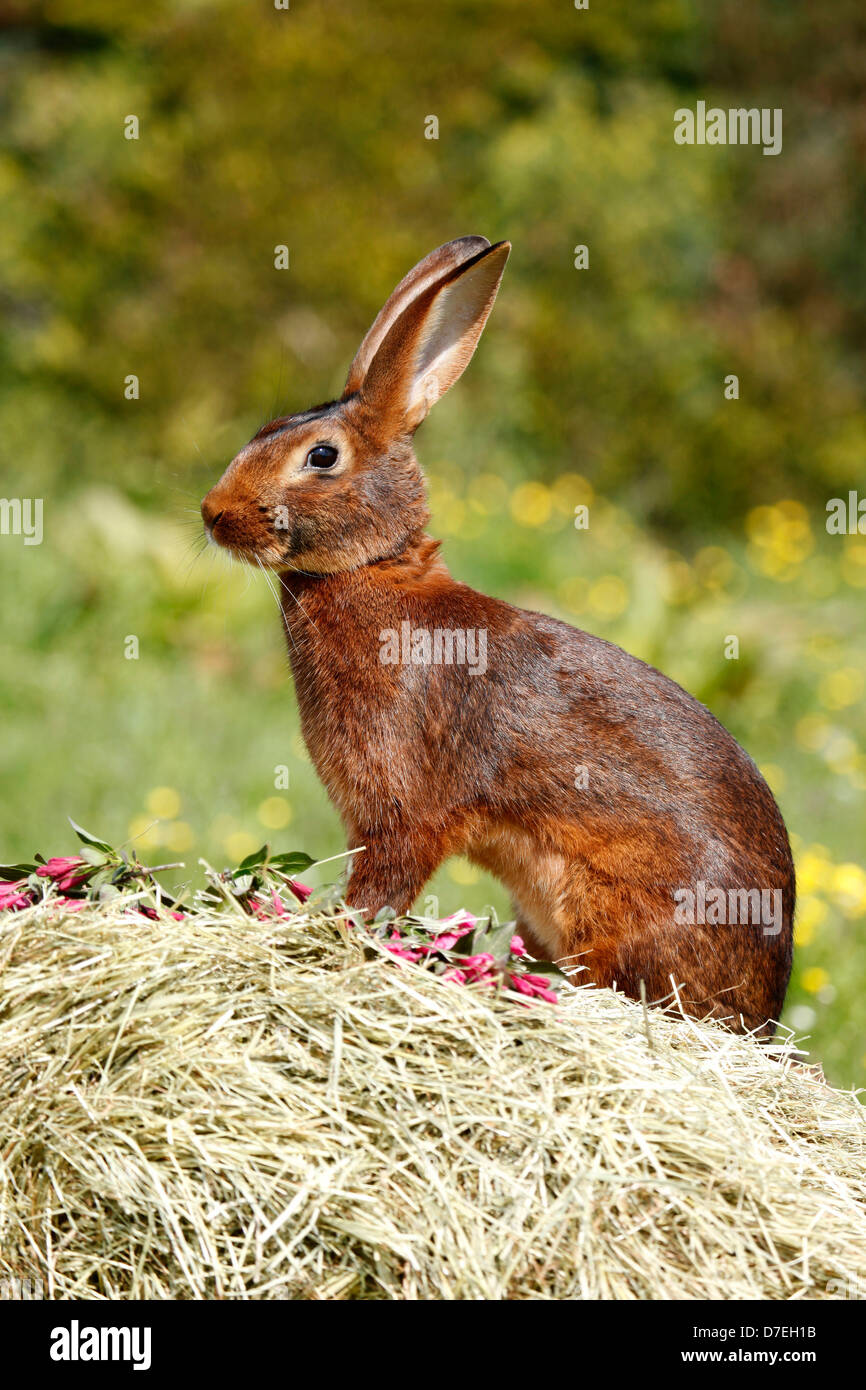 Hare profile hi-res stock photography and images - Alamy