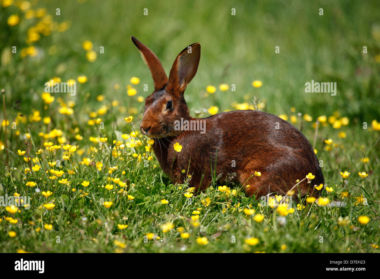 Belgian hares hi-res stock photography and images - Alamy