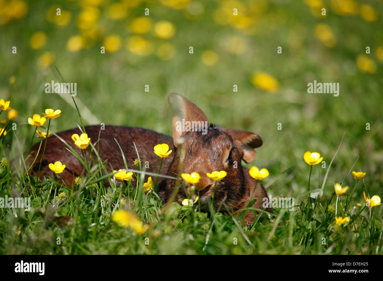 Body hare hi-res stock photography and images - Alamy
