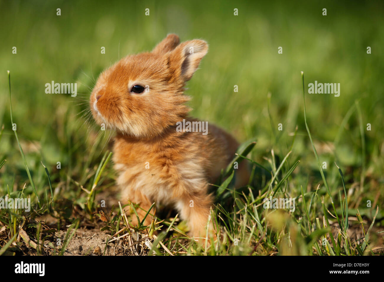 Young red new zealand rabbit hi-res stock photography and images - Alamy