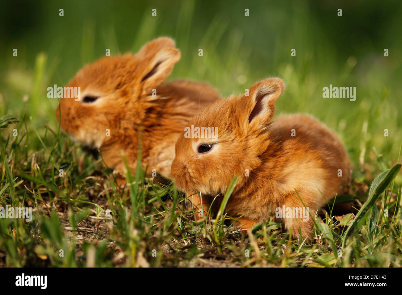3 rabbits hi-res stock photography and images - Alamy