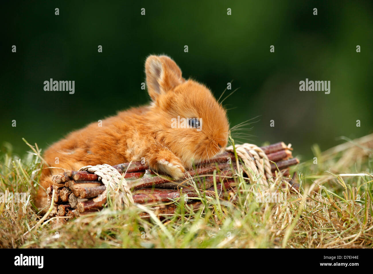 Young red new zealand rabbit hi-res stock photography and images - Alamy