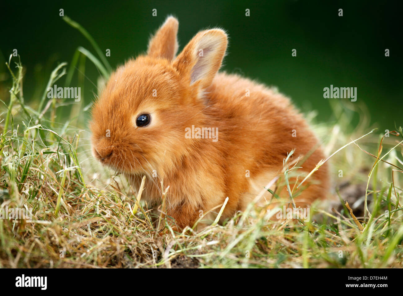Red new zealand rabbit young hi-res stock photography and images - Alamy