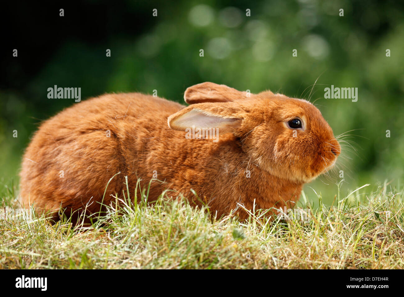 Crouching rabbit hi-res stock photography and images - Alamy