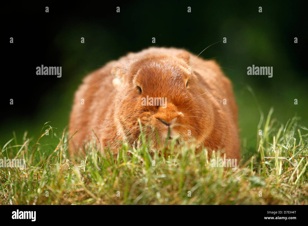 New zealand red rabbit hi-res stock photography and images - Alamy