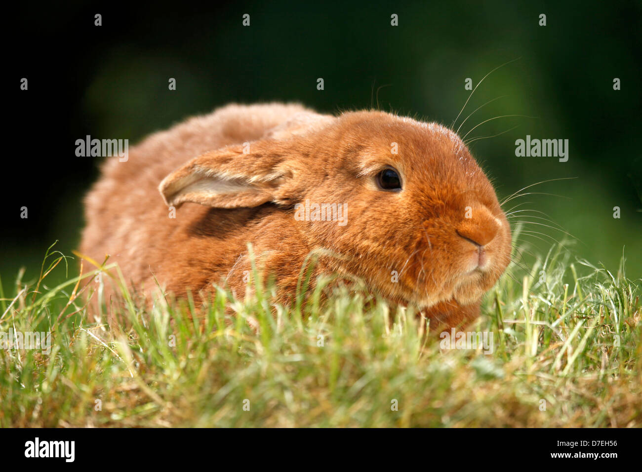 Rabbits body hi-res stock photography and images - Alamy