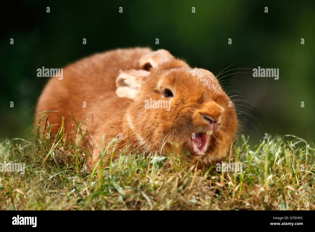 Rabbit yawning hi-res stock photography and images - Alamy