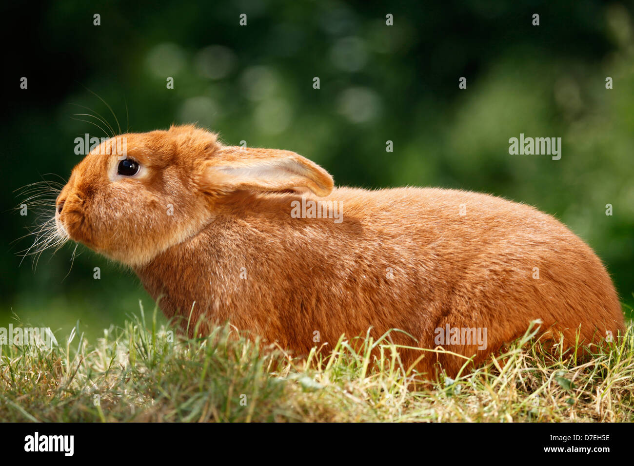 New zealand red rabbit hi-res stock photography and images - Alamy