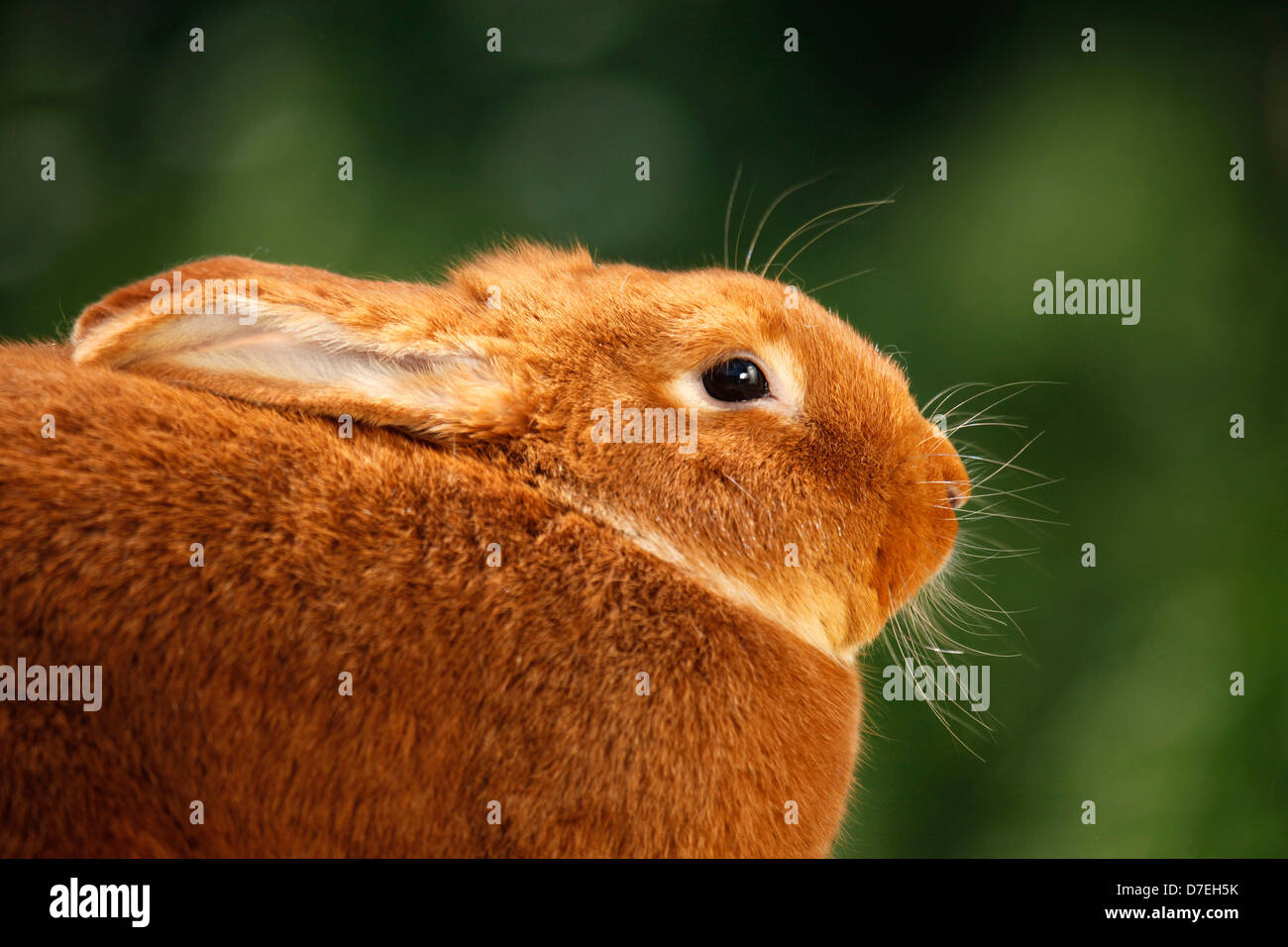 New zealand red rabbit hi-res stock photography and images - Alamy