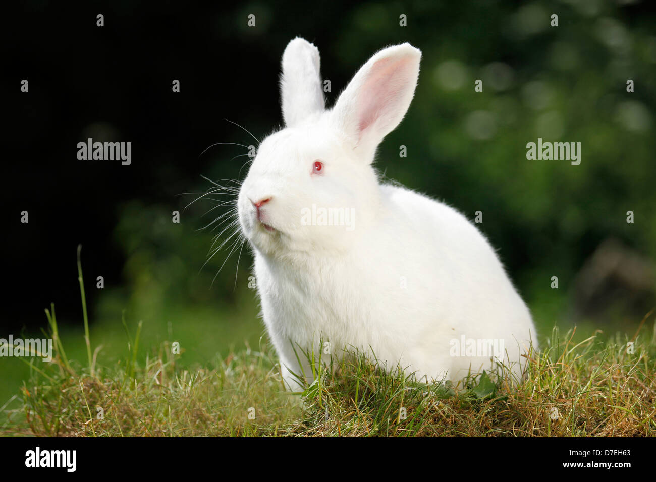New zealand white rabbit hi-res stock photography and images - Alamy