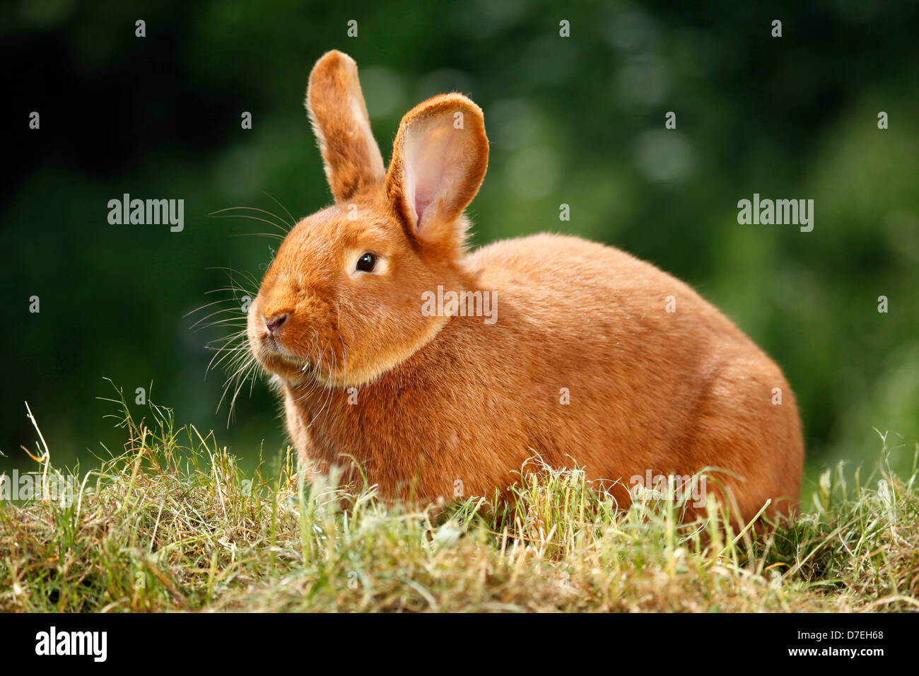 New zealand red rabbit hi-res stock photography and images - Alamy