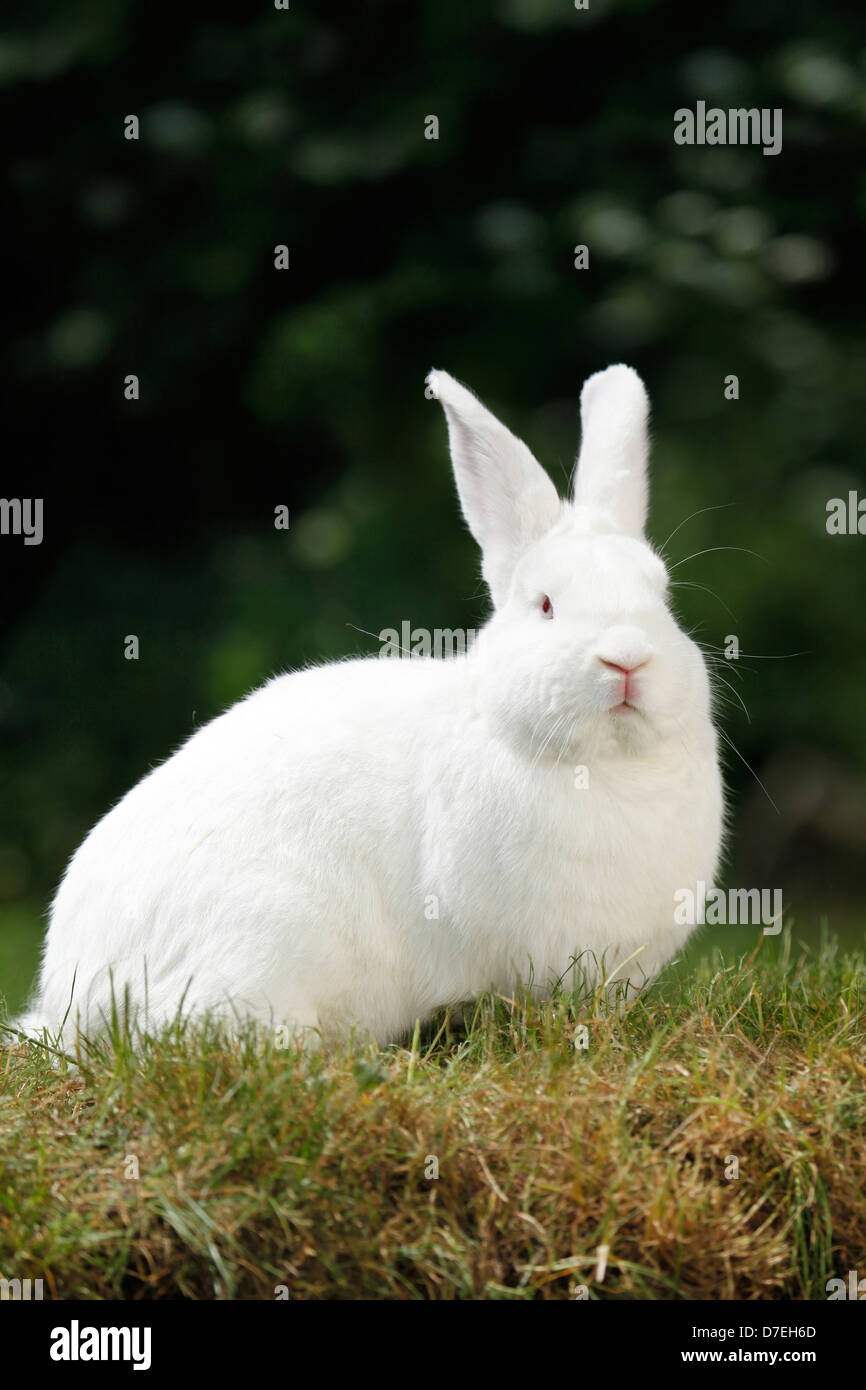 Albino rabbit hi-res stock photography and images - Alamy