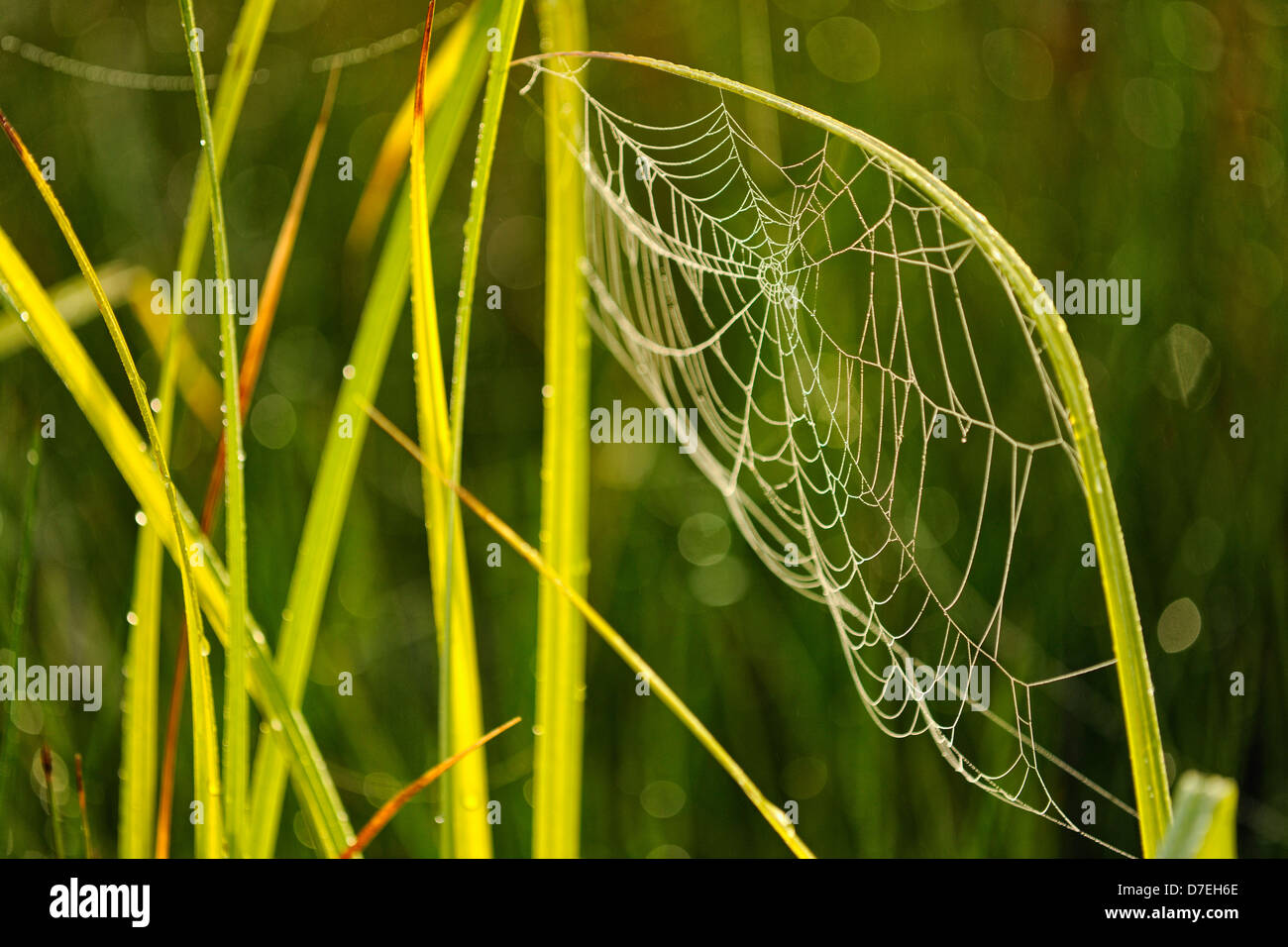 Arachnids spiders hi-res stock photography and images - Alamy