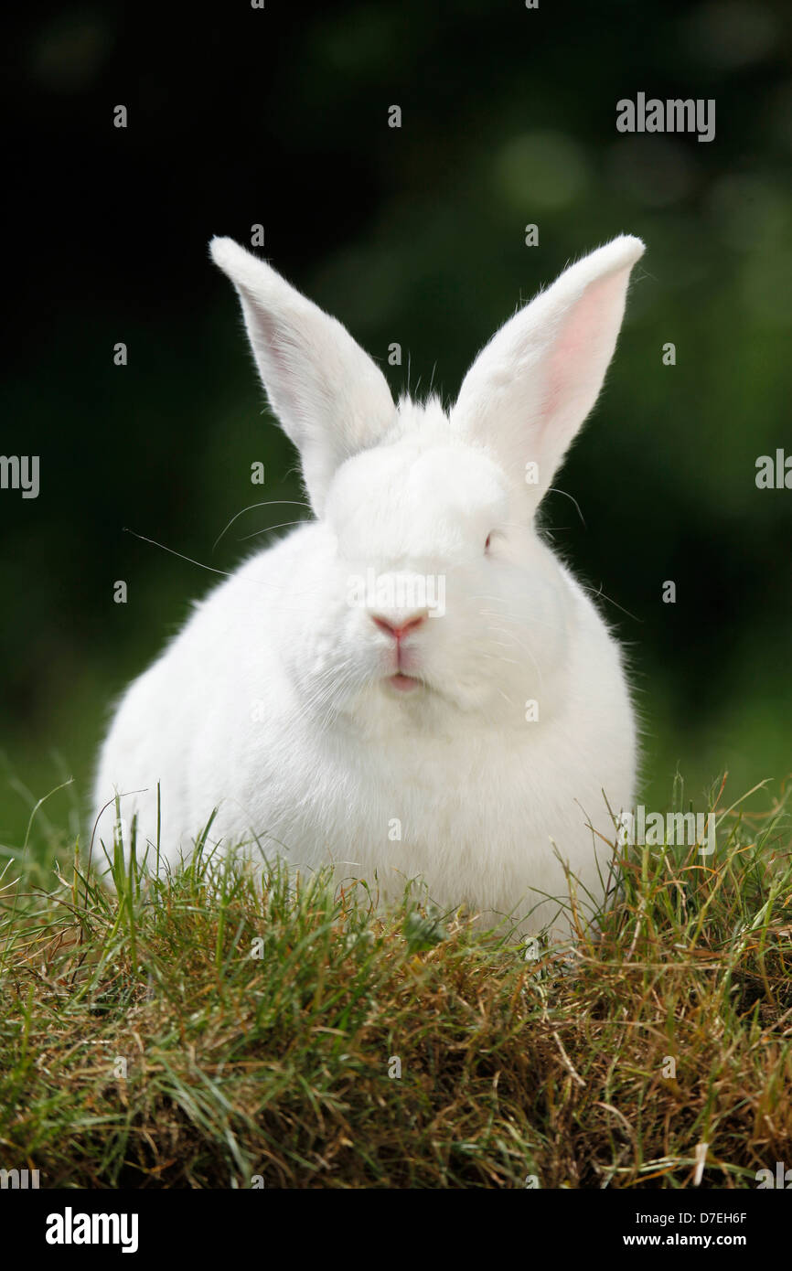 New zealand white rabbit hi-res stock photography and images - Alamy