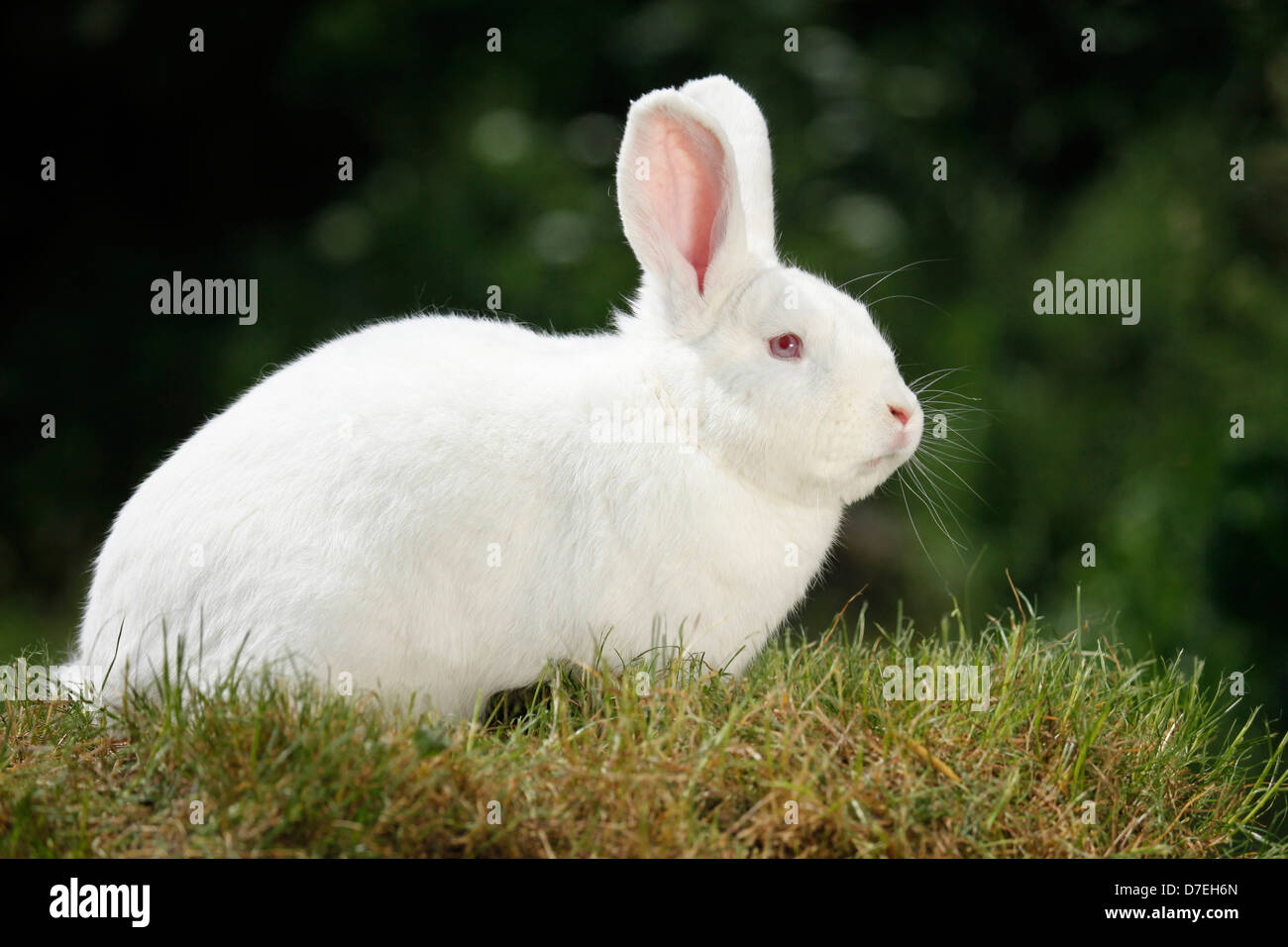 Albino rabbit hi-res stock photography and images - Alamy