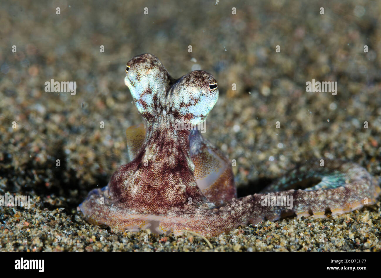 Octopus behavior hi-res stock photography and images - Alamy