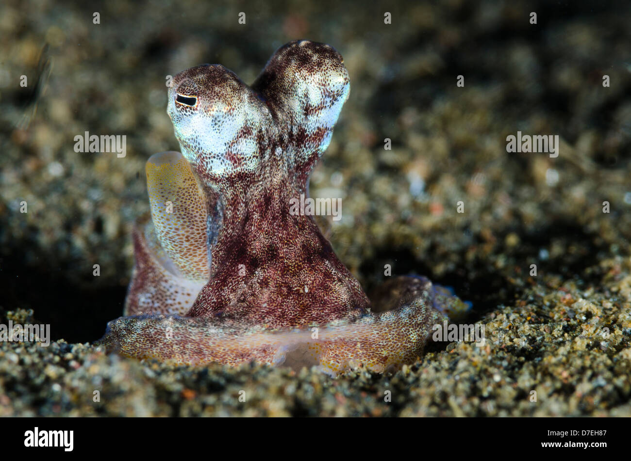 Juvenile mimic octopus, PJs, Lovina, Bali, Indonesia, Pacific Ocean ...
