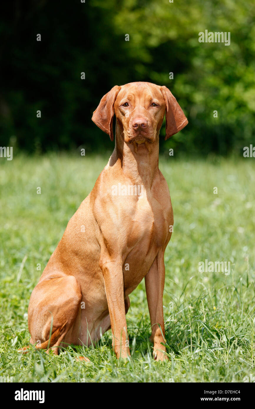 sitting shorthaired Magyar Vizsla Stock Photo - Alamy