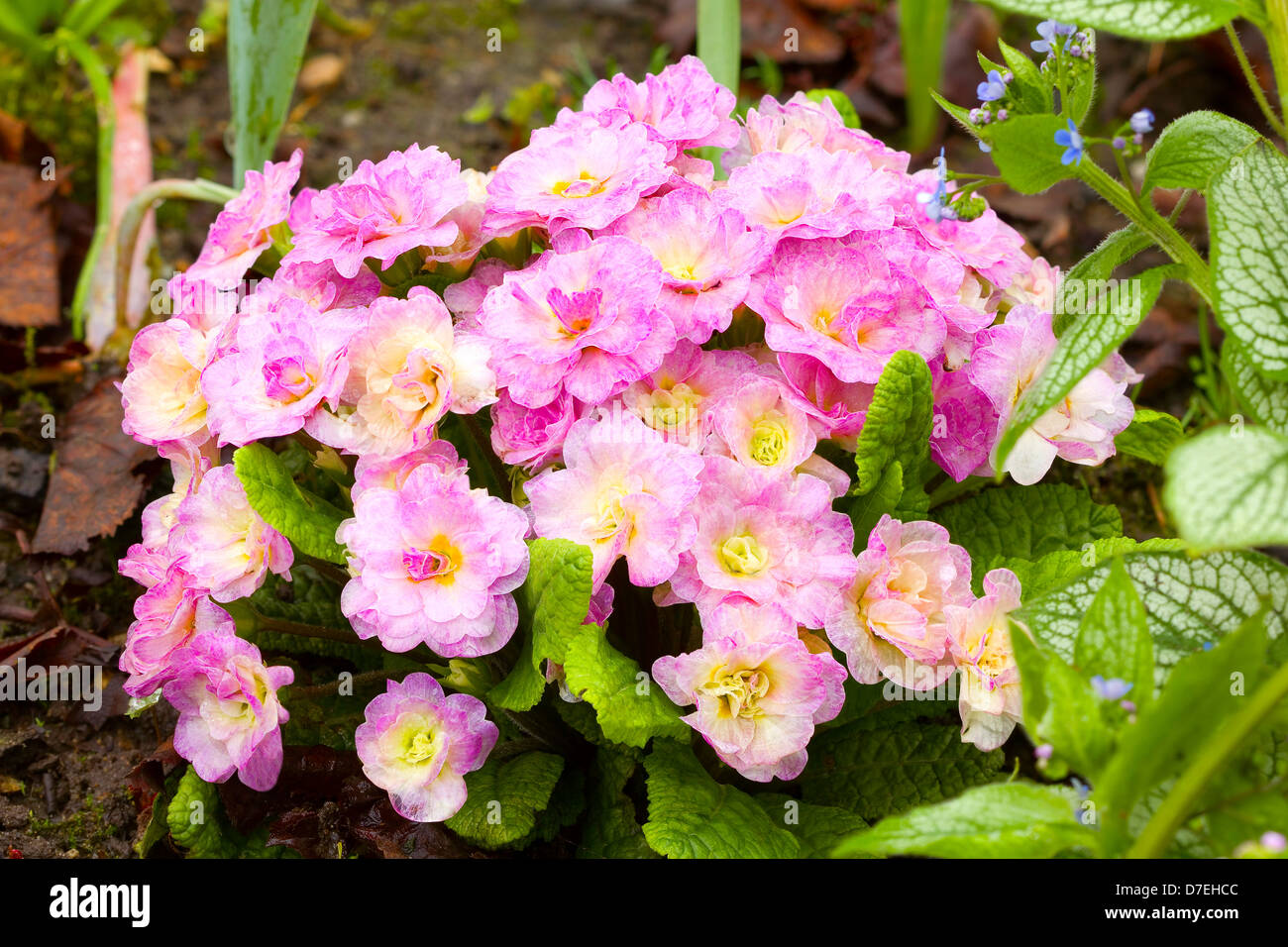 Pink primroses (Primula) in the garden, after the rain. Cloudy day ...