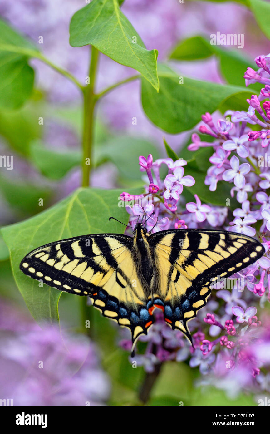 Canadian tiger swallowtail Papilio Canadensis nectaring lilac flowers ...