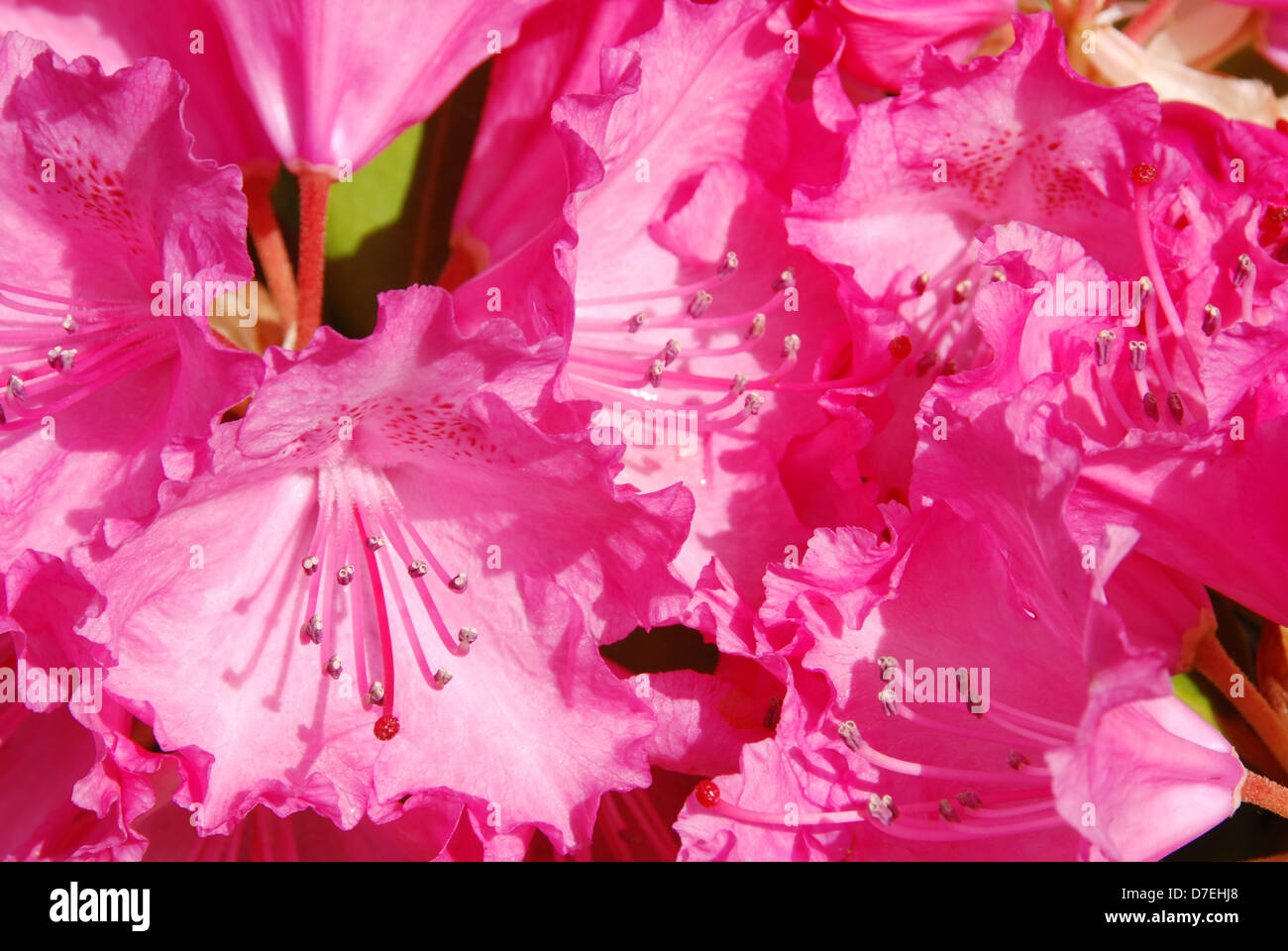 Beautiful pink rhododendron flower background - fresh colors of spring ...