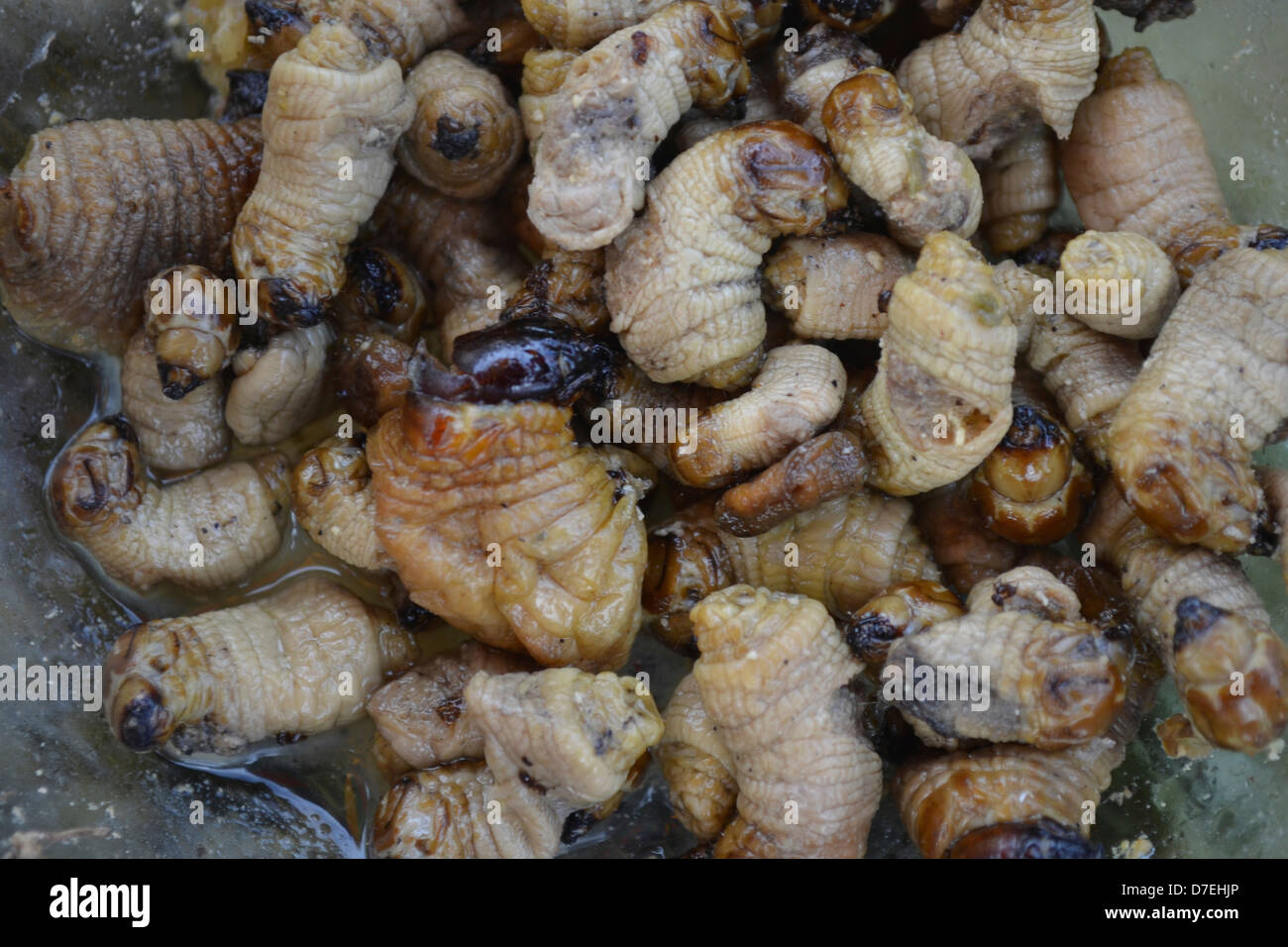 Suri - an Amazonian grub that feeds on palm sap, grilled and served as ...