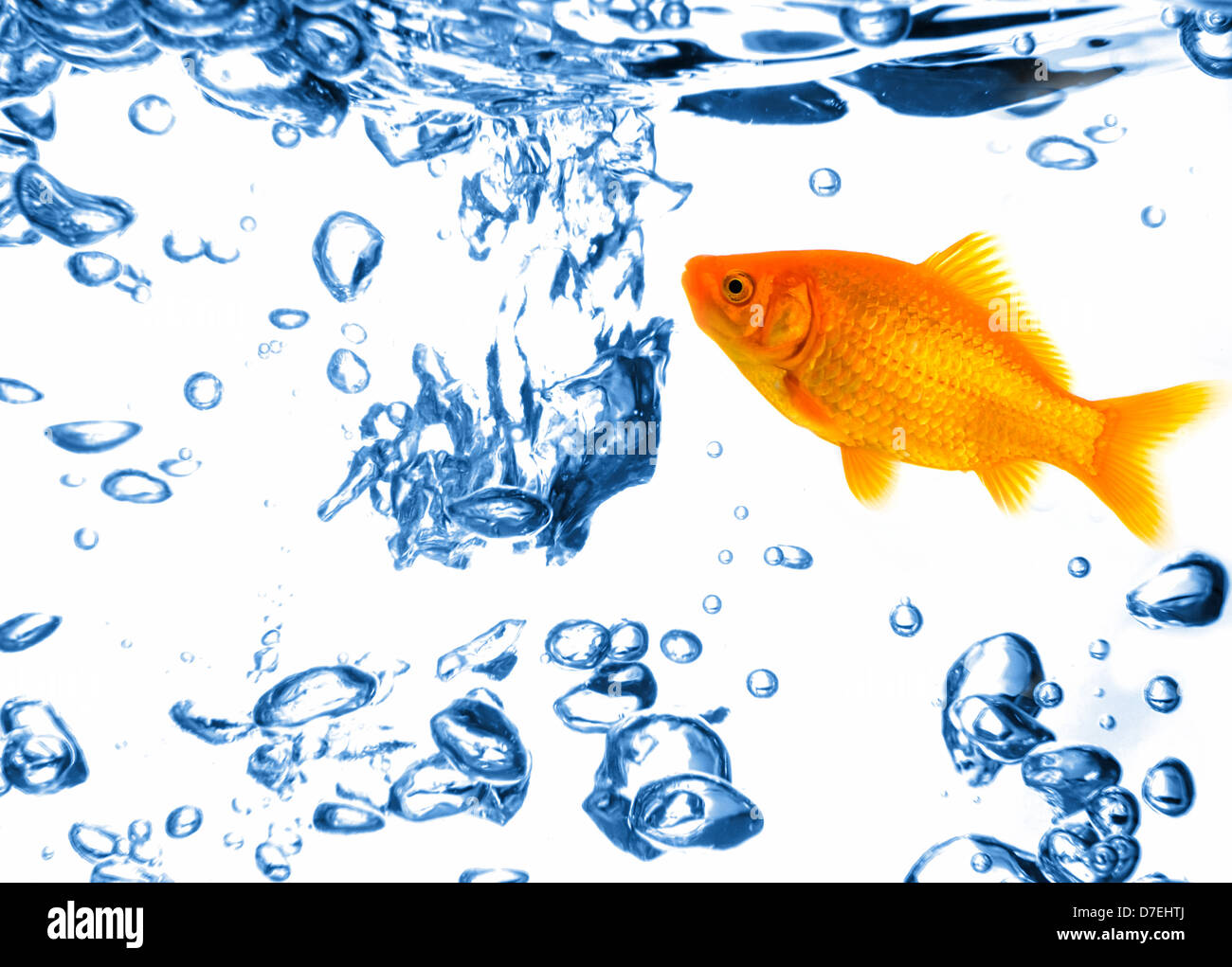 Fish in air bubbles hi-res stock photography and images - Alamy