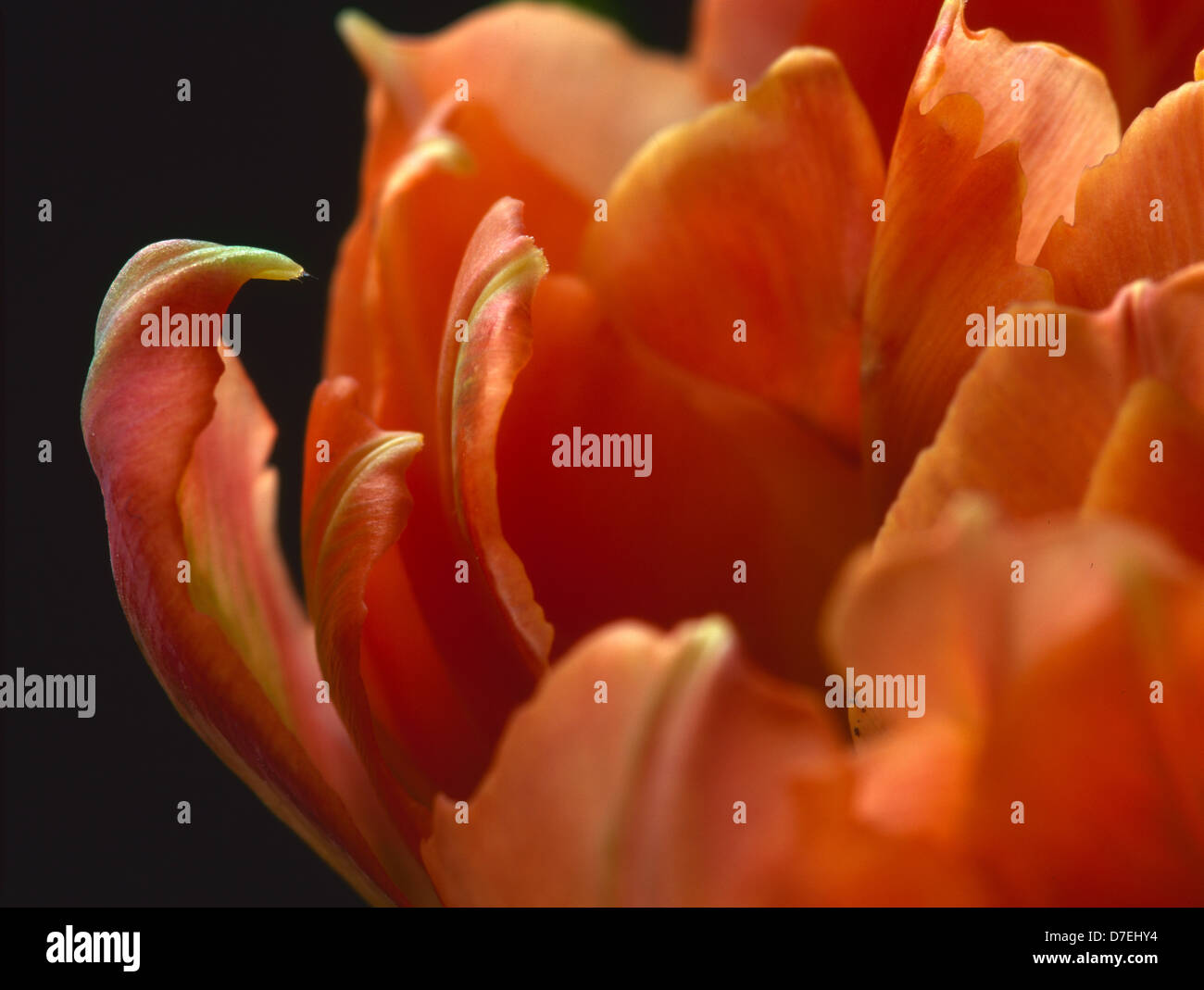 Tulip petals hi-res stock photography and images - Alamy