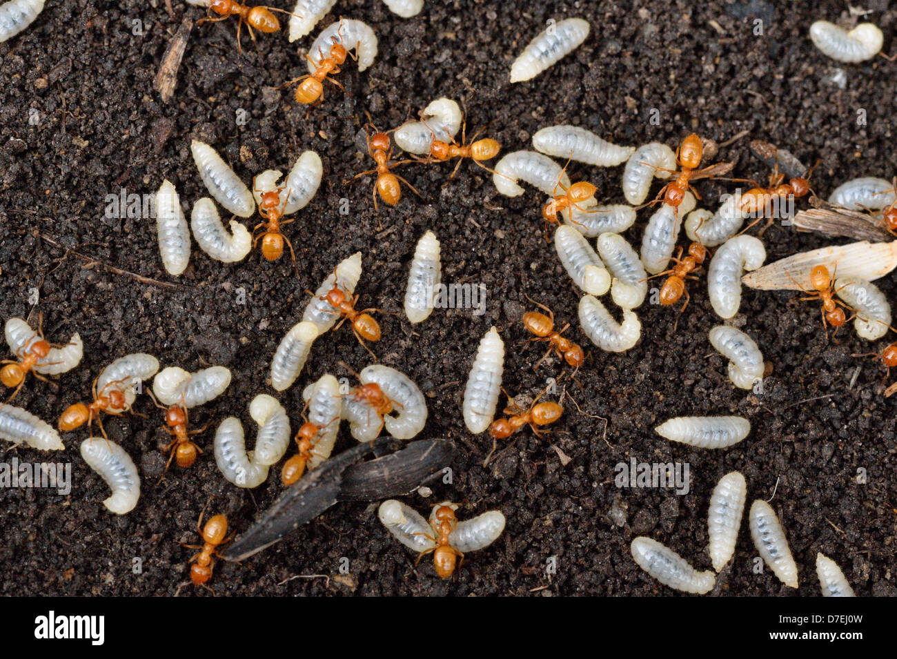 Ant Feeding Stock Photos & Ant Feeding Stock Images - Alamy