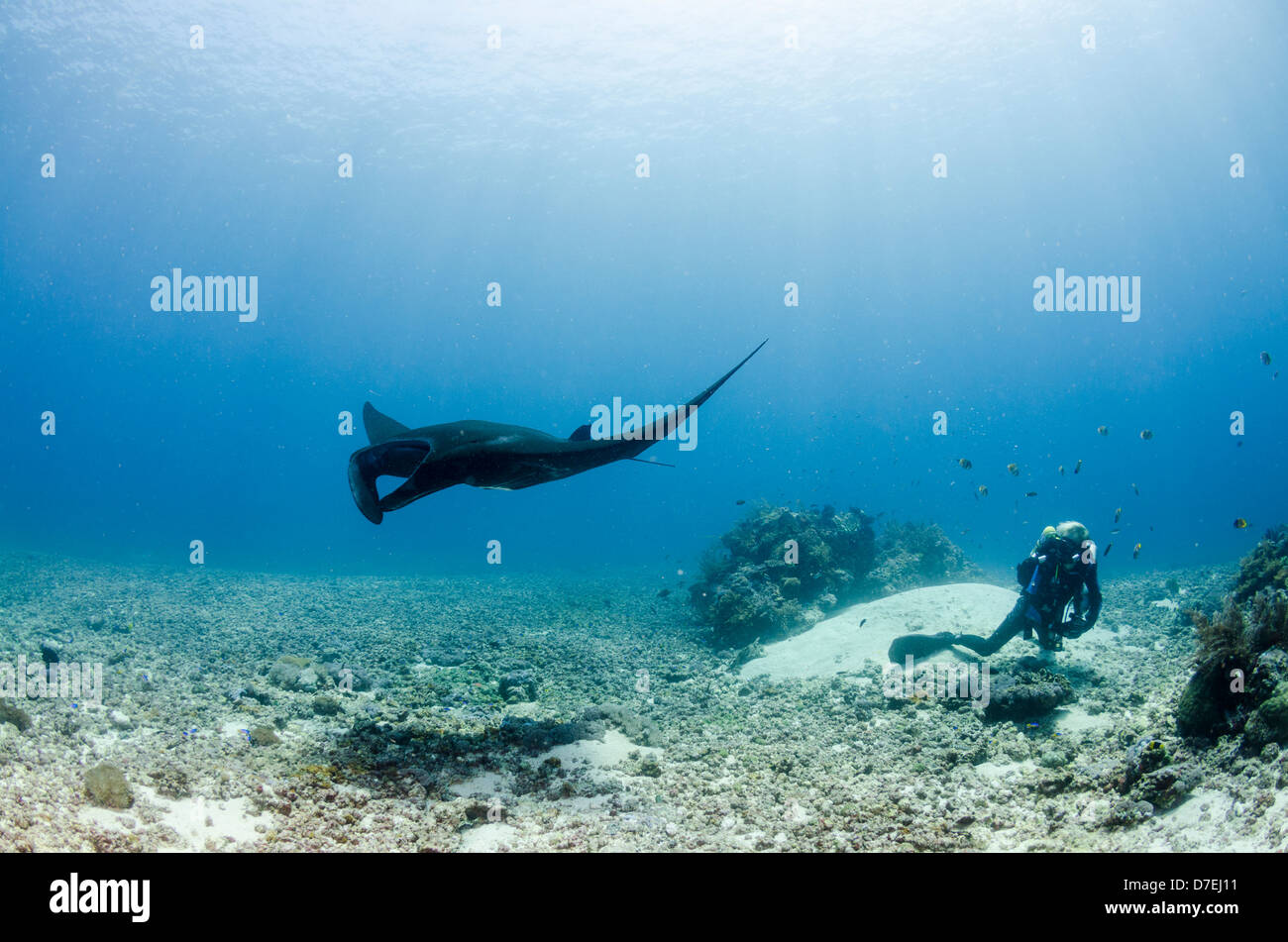 Manta ray and a scuba diver using a closed circuit rebreather, Karang ...