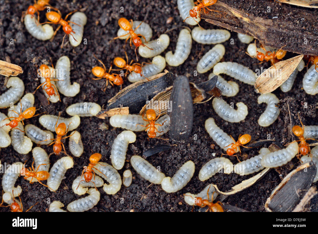 Golden ant/Garden ant Lasius spp. Worker ants caring to larvae after ...