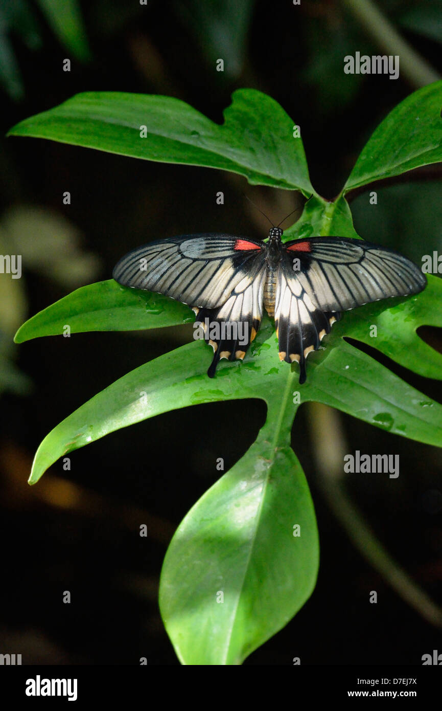 Low's swallowtail Papilio lowii Niagara Butterfly Conservatory Niagara ...