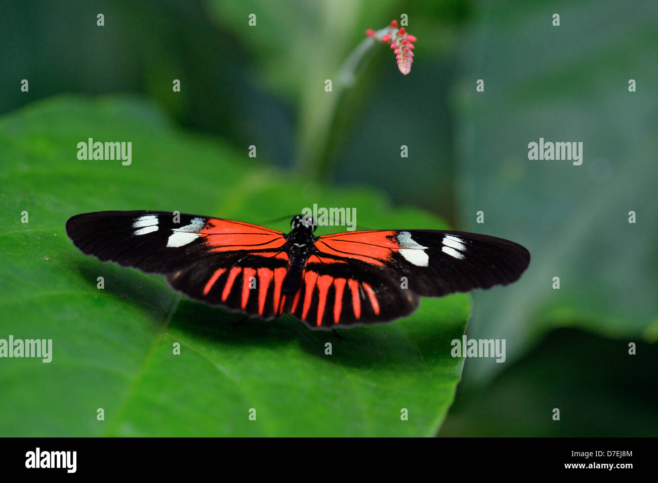 Doris longwing Heliconius doris Niagara Butterfly Conservatory Niagara ...