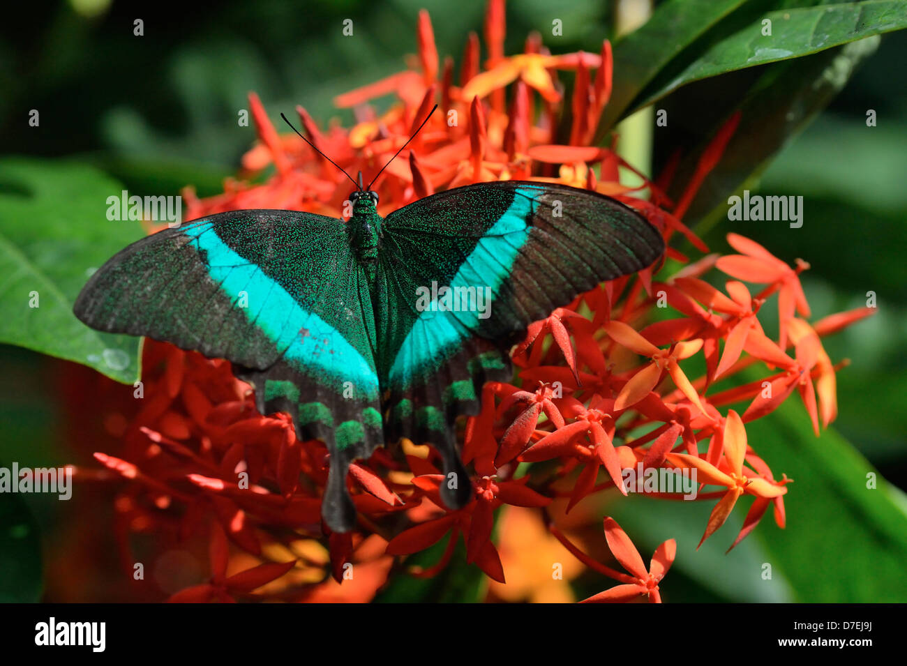 Banded peacock Papilio palinurus Niagara Butterfly Conservatory Niagara ...