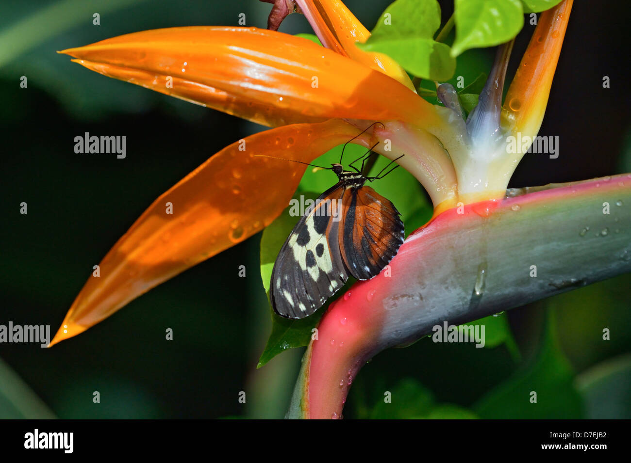 Tiger longwing Heliconius hecale Perched on Bird of Paradise flower ...
