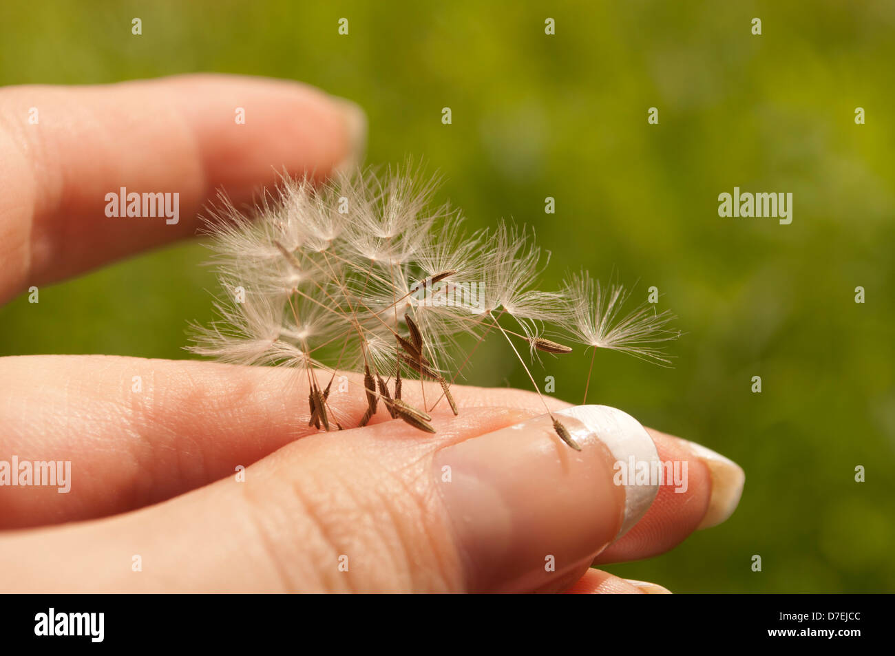 White dandelion seeds hi-res stock photography and images - Alamy
