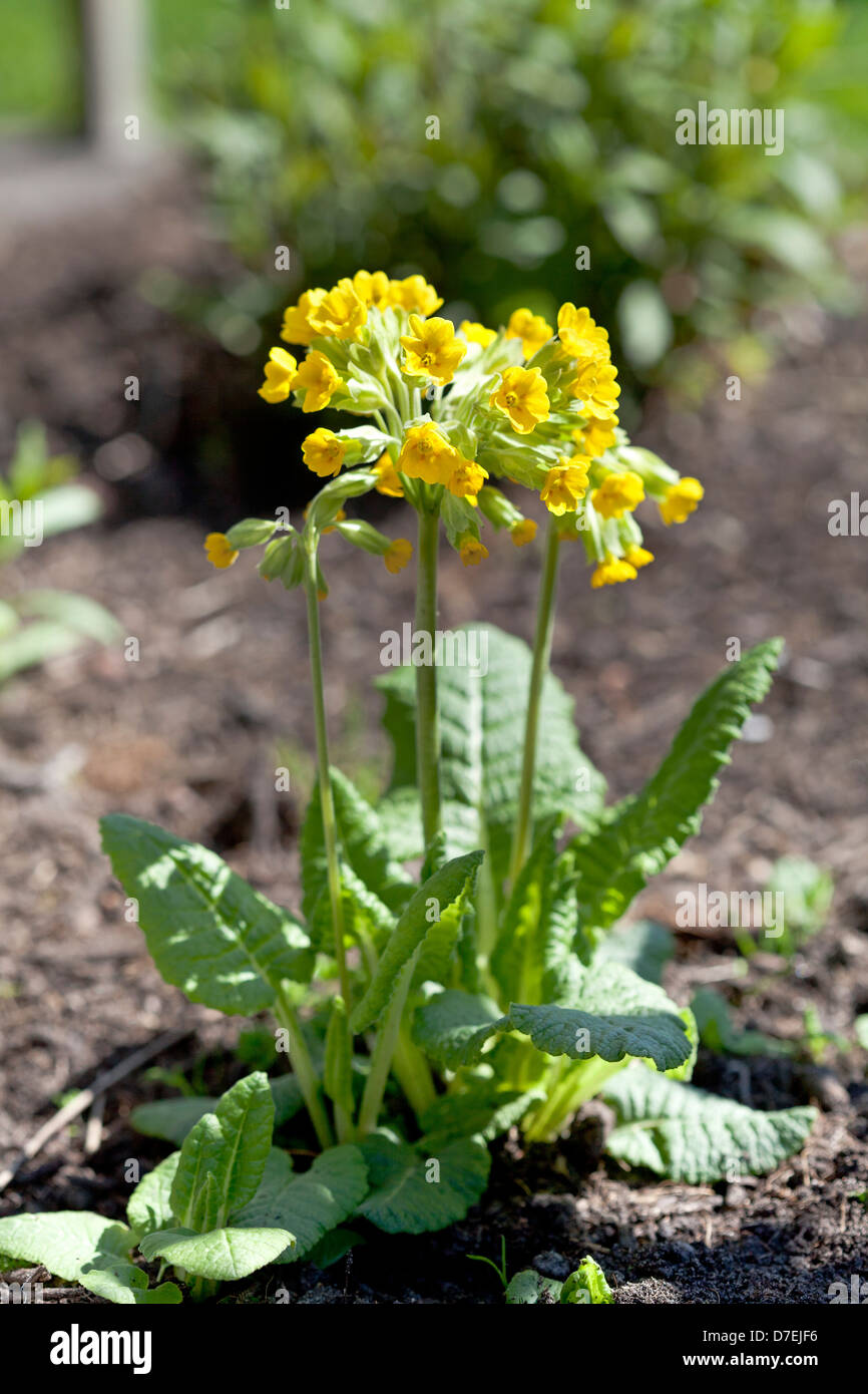 Yellow Primula veris, cowslip Stock Photo - Alamy